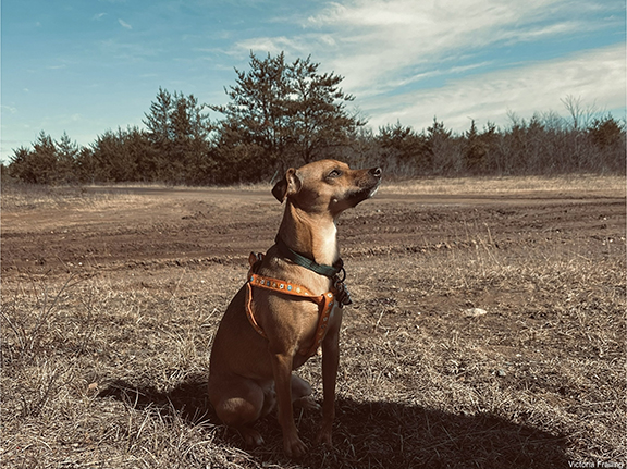 Just catchin’ some rays | News, Sports, Jobs - The Mining Journal